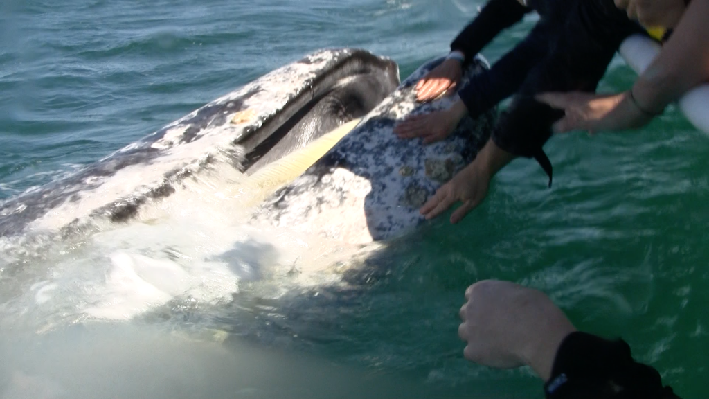 Baleen Ballena and human hands | Welcoming Whales